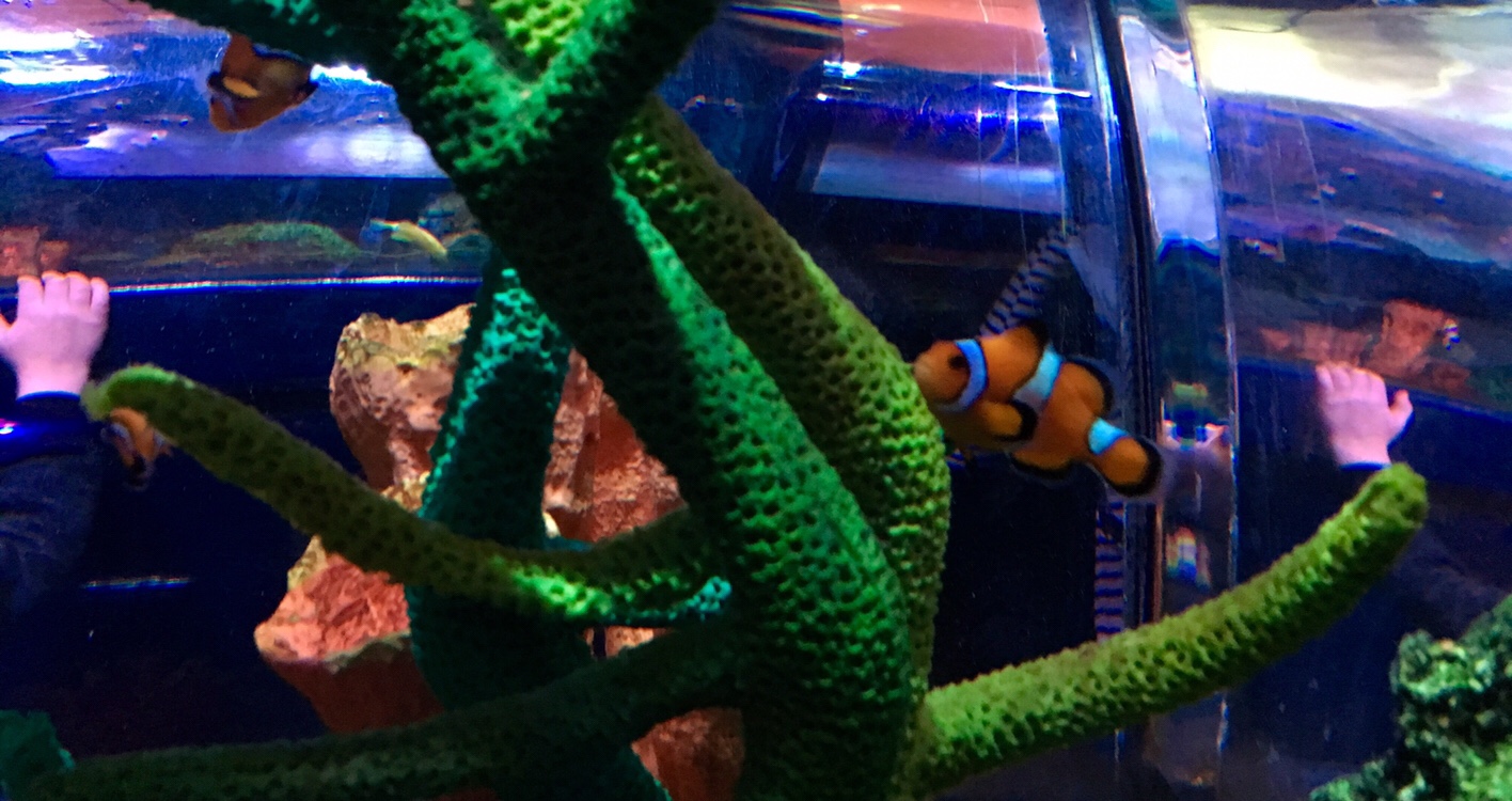 Clown fish subject to intense bullying at local aquarium – The Watsonia ...