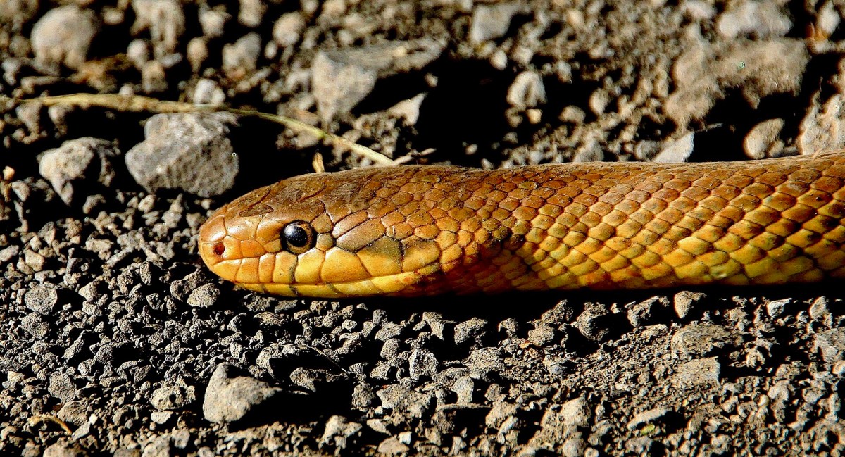 Local suburb claims mantle as Melbourne’s snake capital – The Watsonia ...
