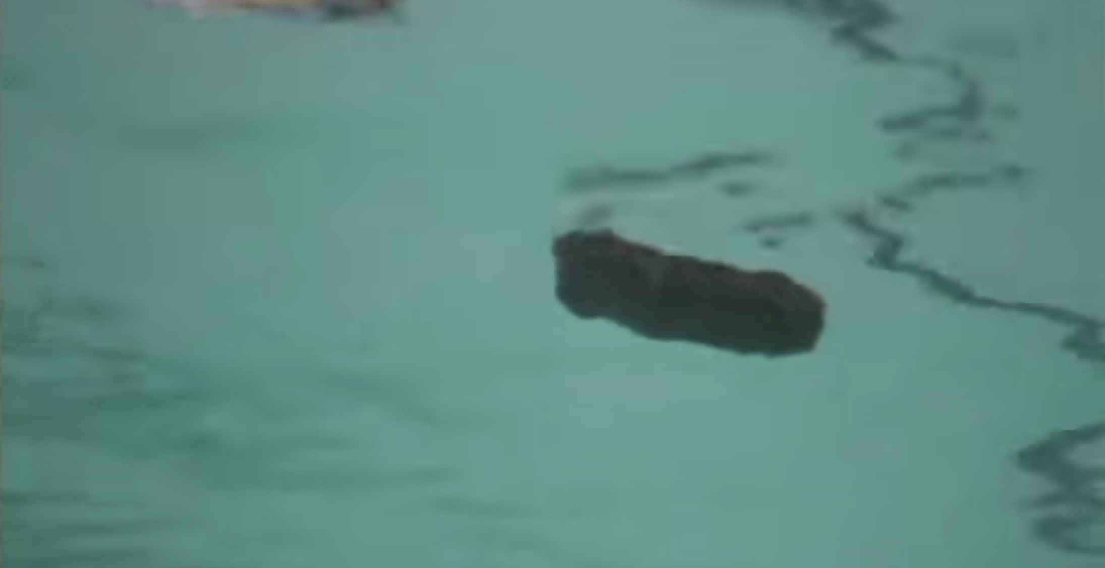 Public pool lifeguards across the nation brace for return of the Polly ...