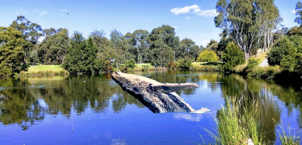 Native humpback whale returns to Kalparrin Lake as planet recovers ...